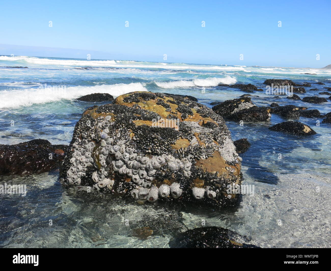 Rocky barnacle hi-res stock photography and images - Alamy