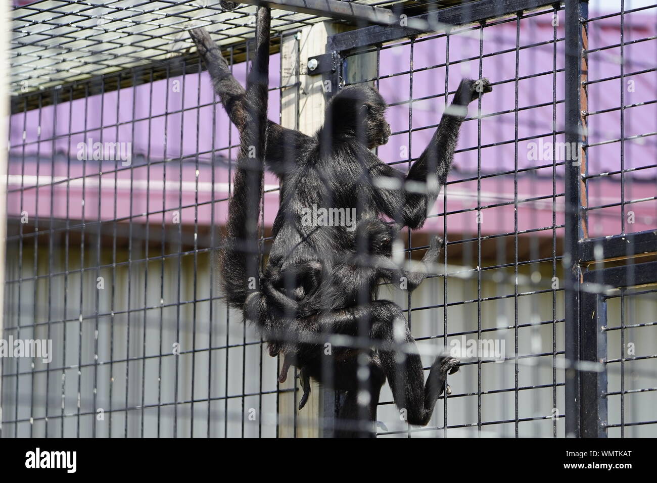 monkey, animal, wildlife, nature, primate, mammal, wild, ape, cute, zoo ...