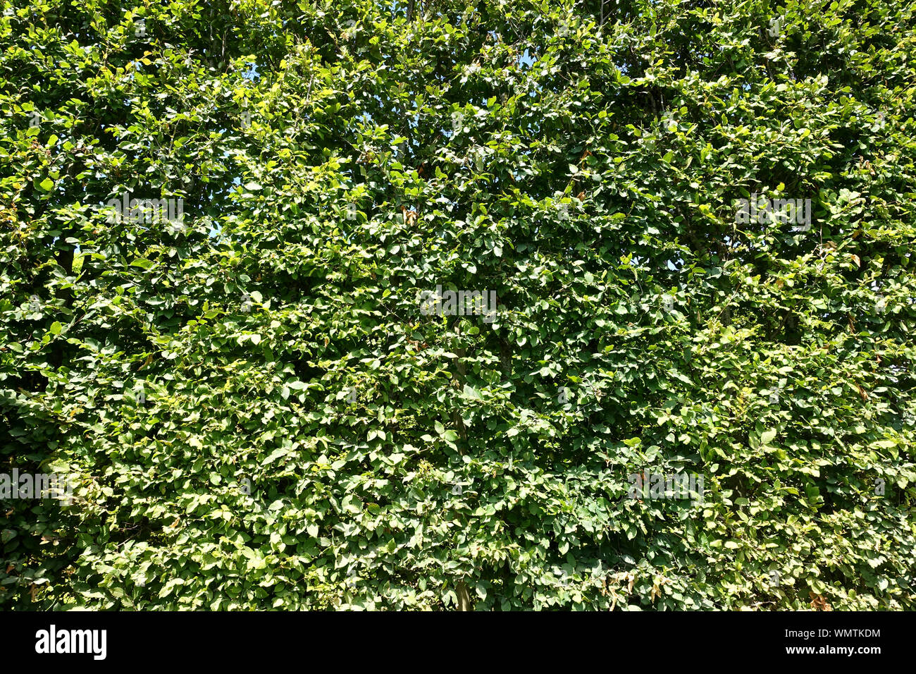 Green background consisting of a very tall green beech hedge Stock ...