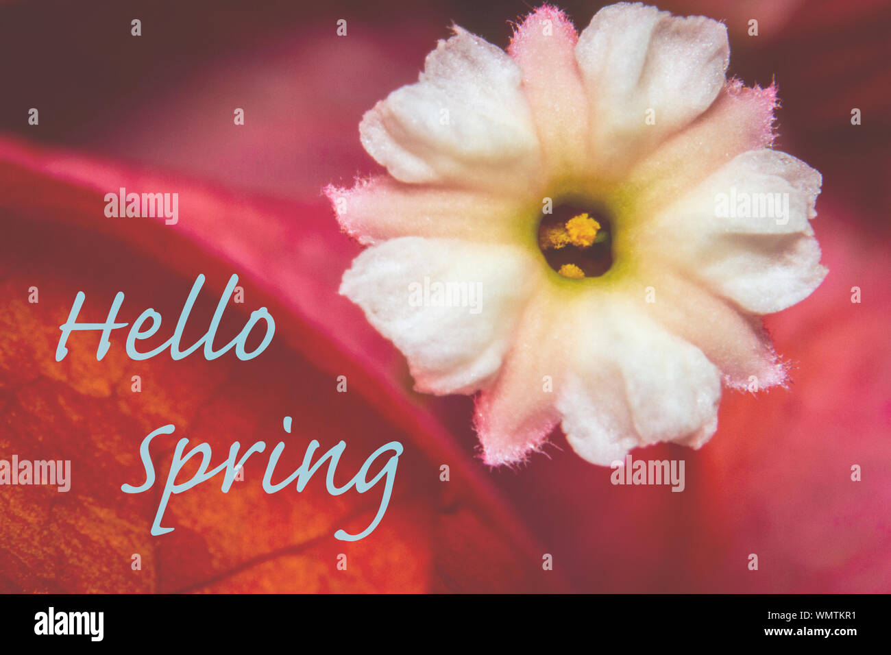 Flower with description Hello Spring Stock Photo - Alamy