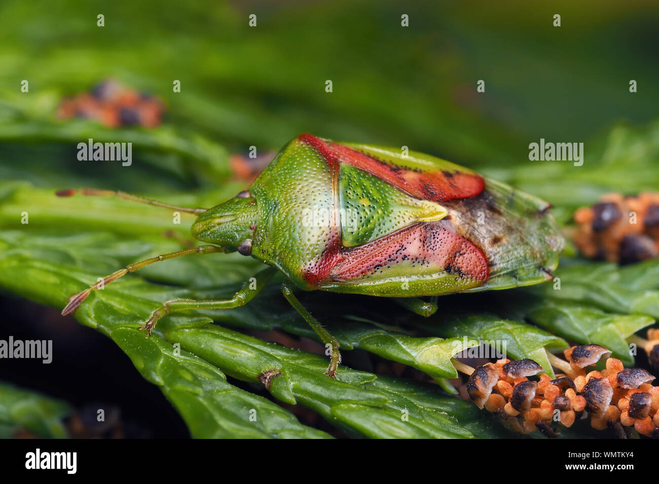 Juniper shieldbug resting on cypress tree hi-res stock photography and ...