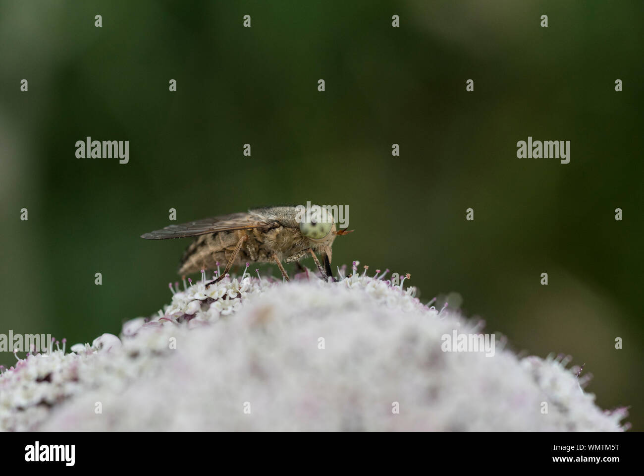 Horsefly feeding hi-res stock photography and images - Alamy