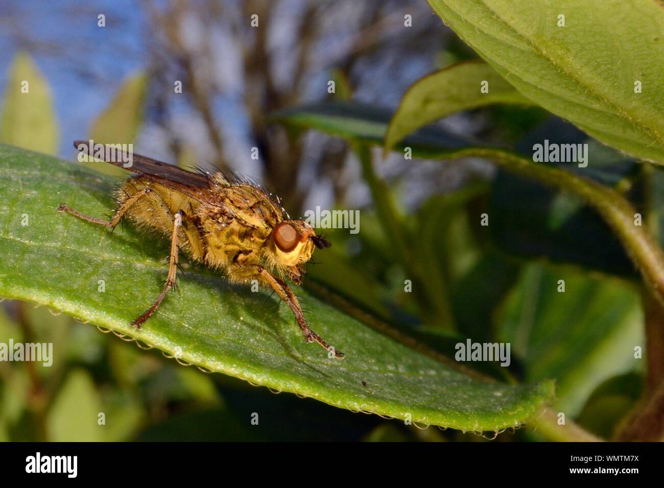 Yellow fly hi-res stock photography and images - Alamy