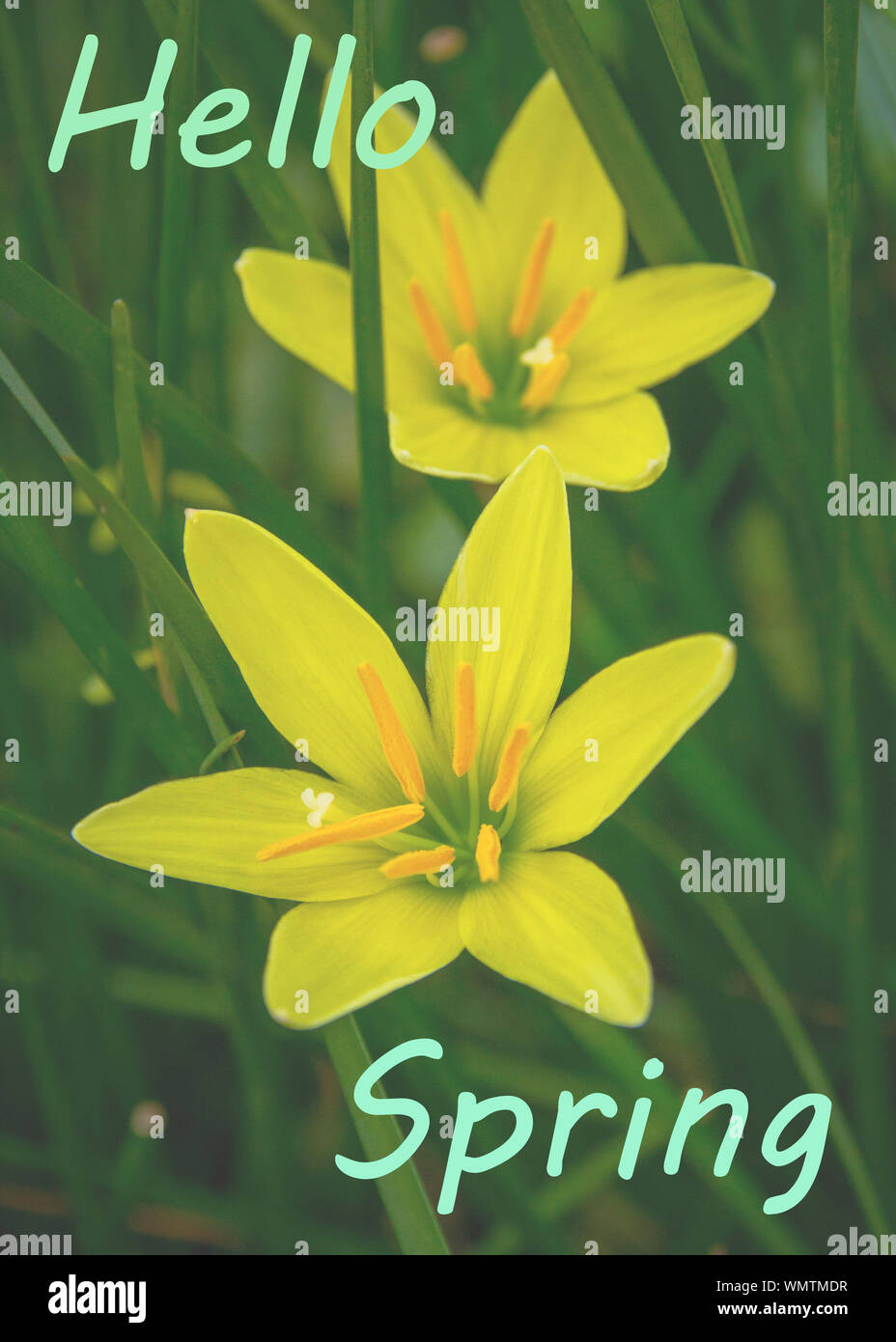 Flower with description Hello Spring Stock Photo - Alamy