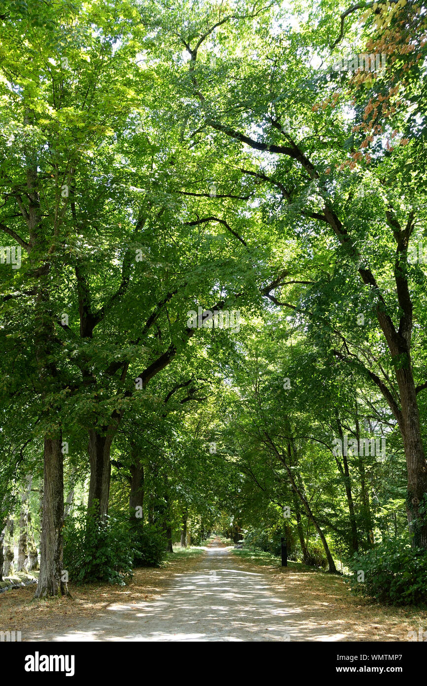 A paved path through tall plane trees Stock Photo - Alamy