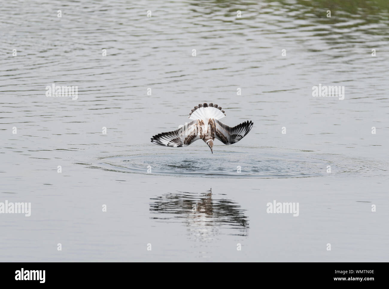 Diving Black-headed Gull (Chroicocephalus ridibundus Stock Photo - Alamy