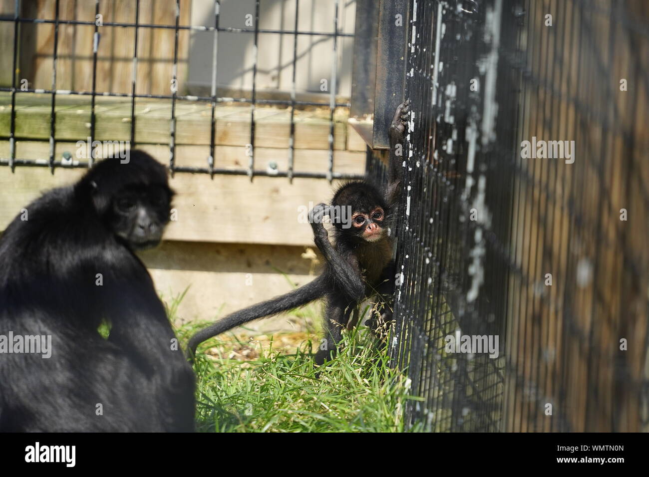 monkey, animal, wildlife, nature, primate, mammal, wild, ape, cute, zoo ...