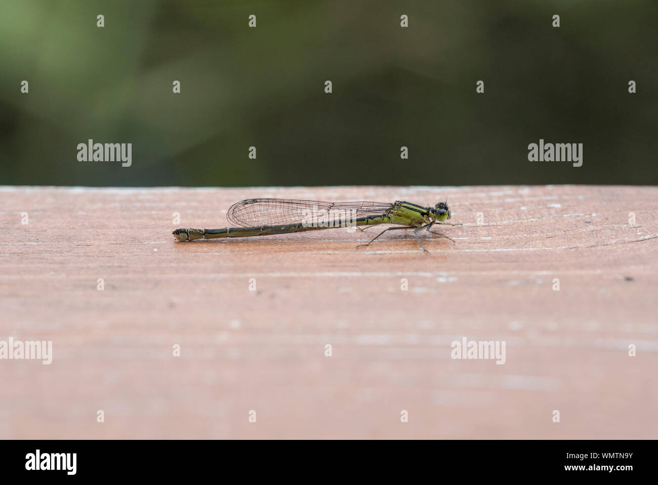 Common Blue Damselfly (Enallagma cyathigerum Stock Photo - Alamy