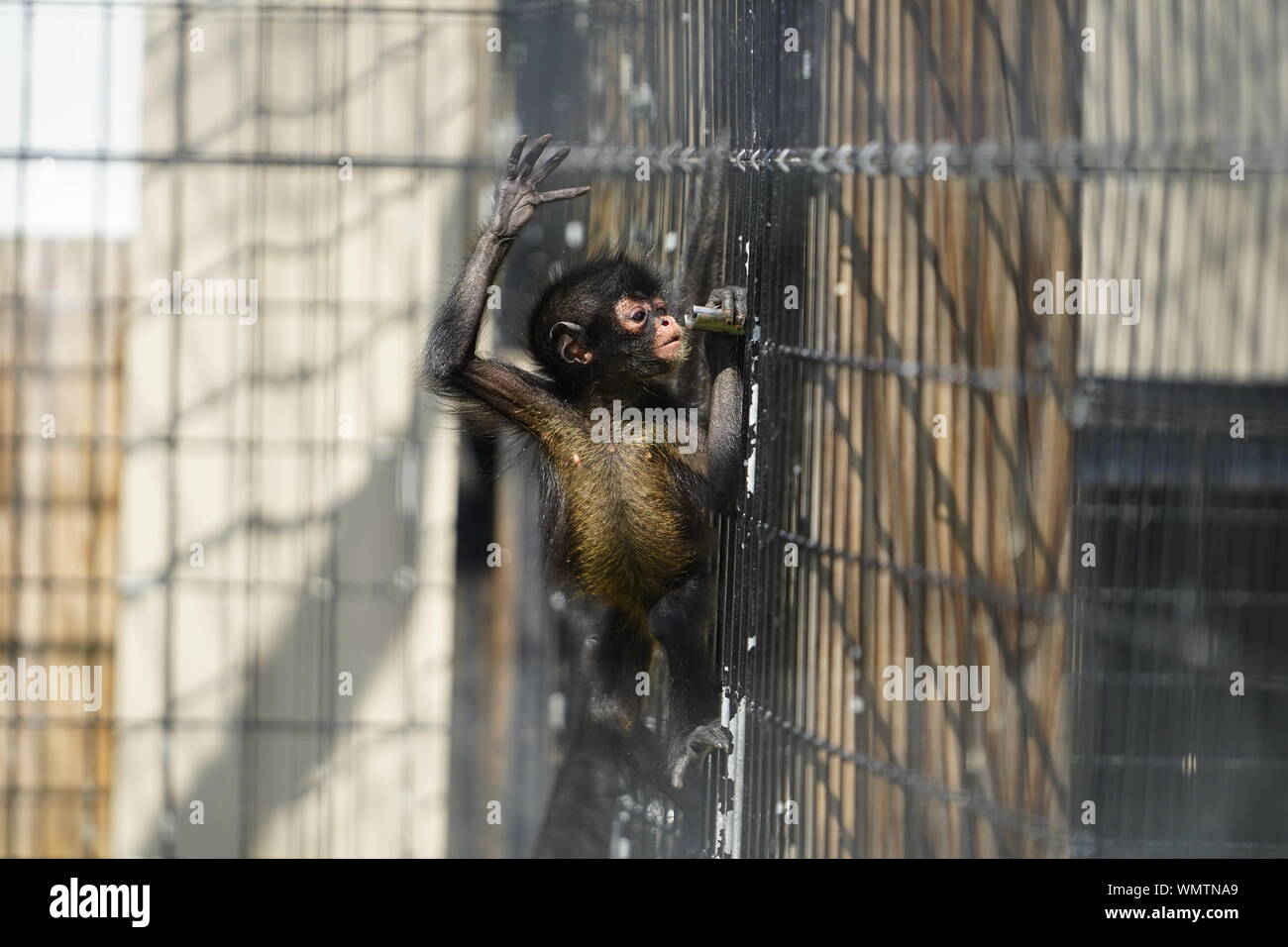 monkey, animal, wildlife, nature, primate, mammal, wild, ape, cute, zoo ...