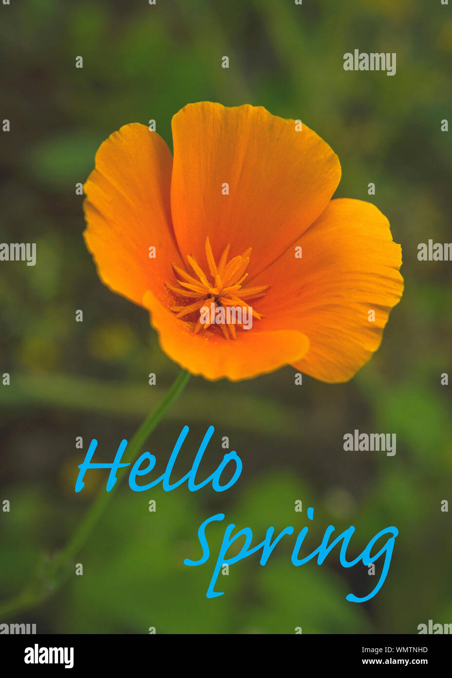 Flower with description Hello Spring Stock Photo - Alamy