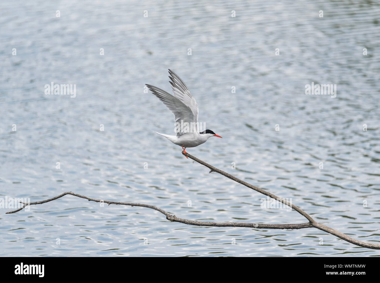 Sterna bird hi-res stock photography and images - Alamy