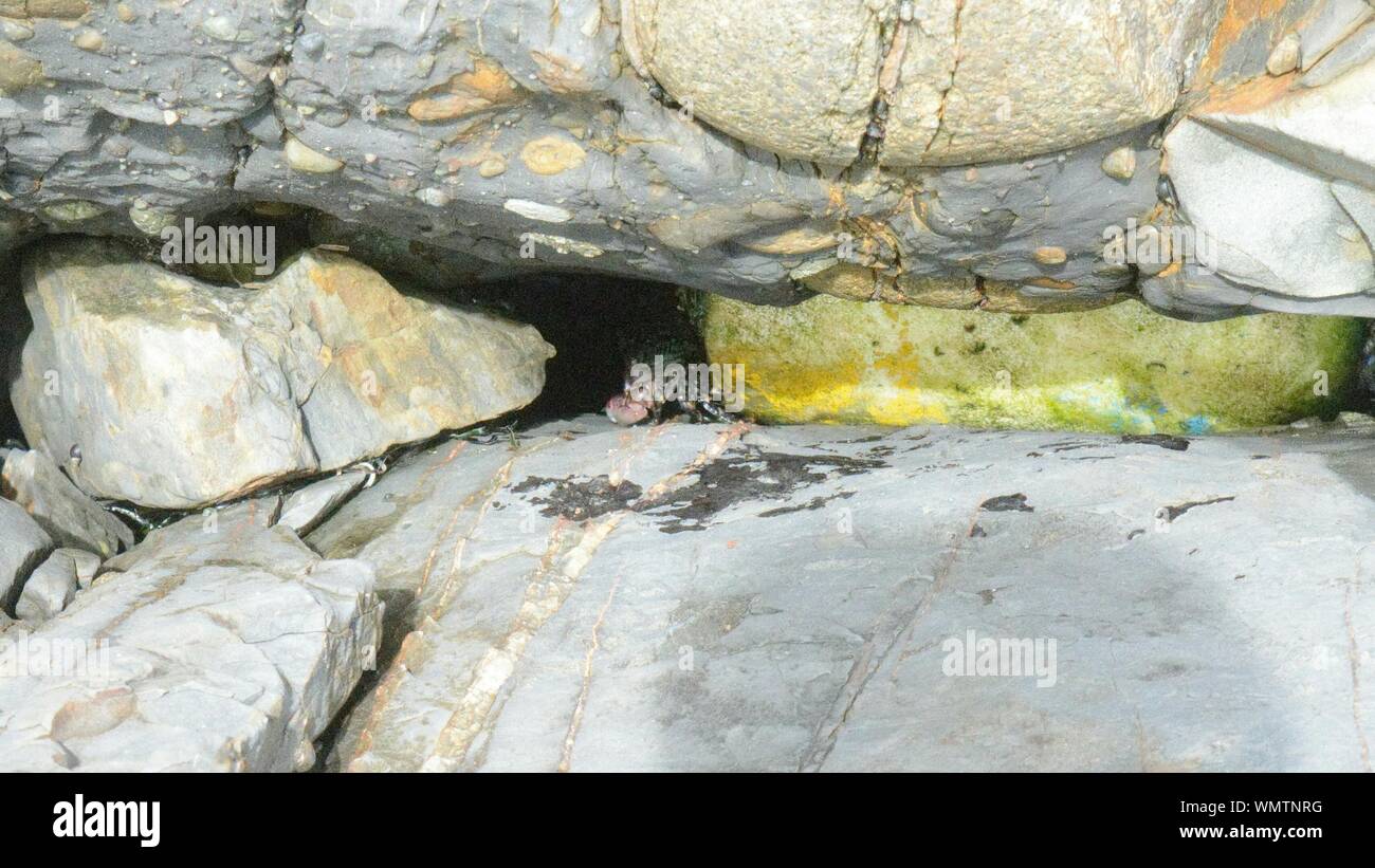 Crab hiding rocks hi-res stock photography and images - Alamy