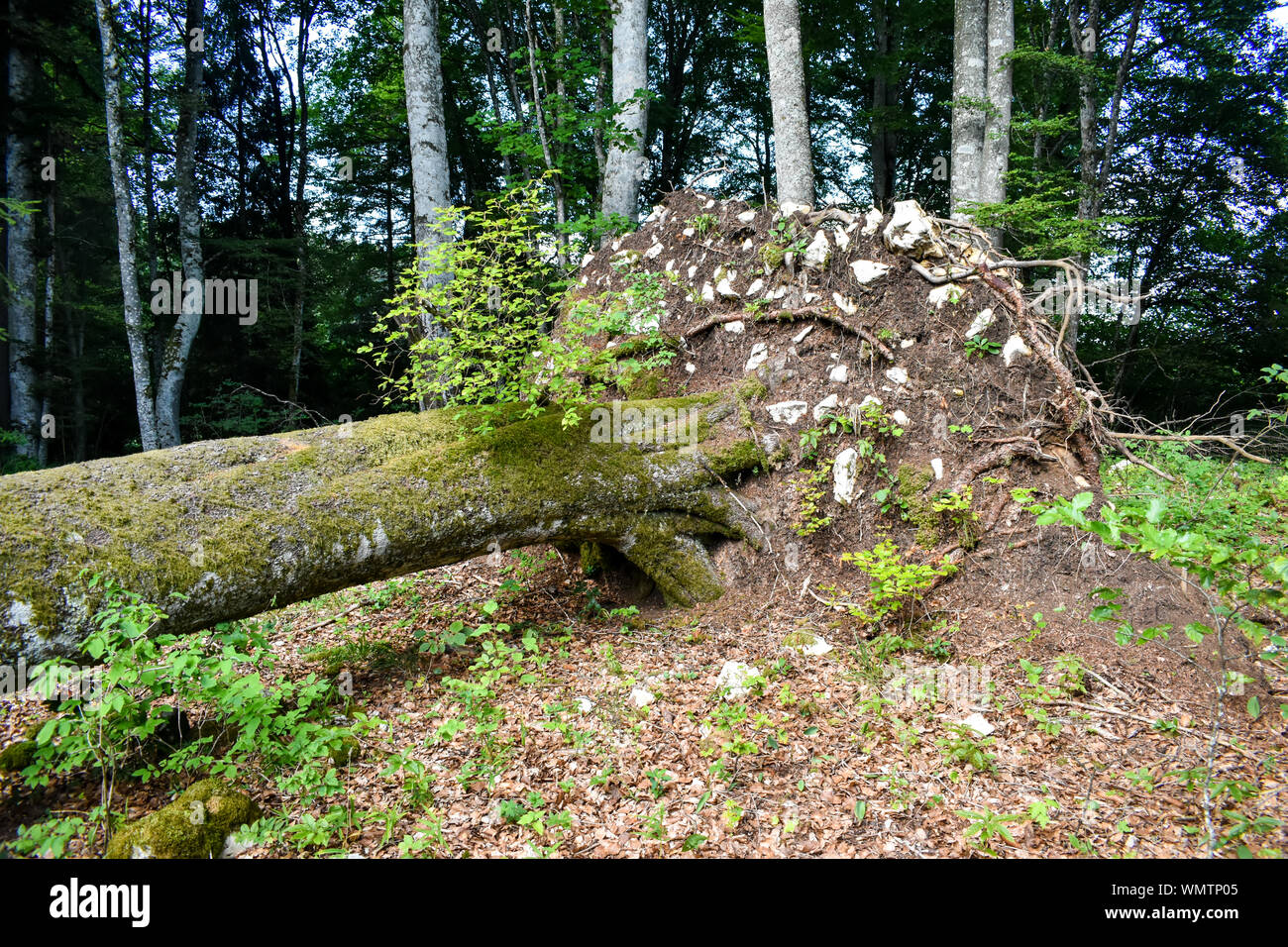 Fallen trees in forest. Storm damage Stock Photo - Alamy