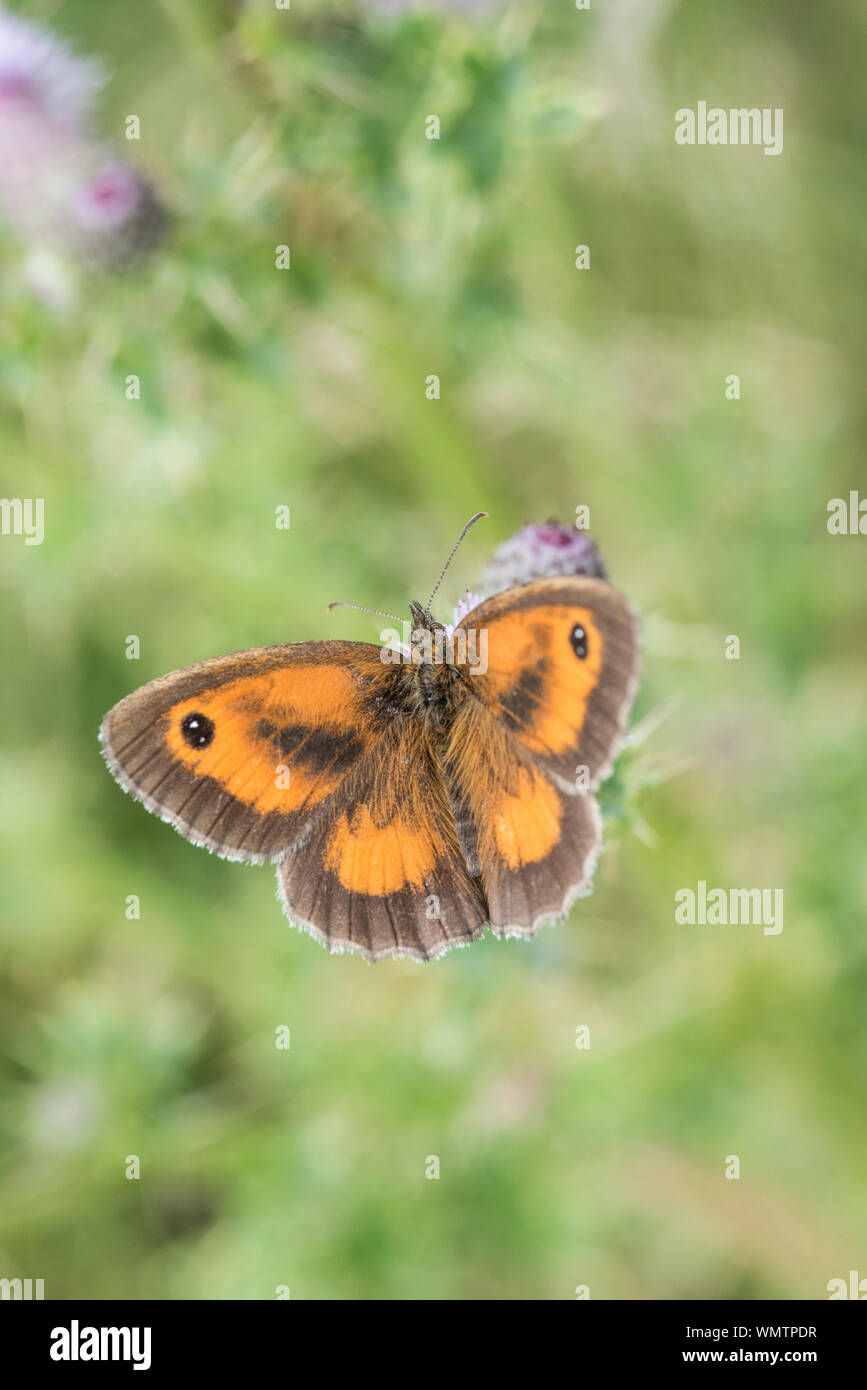 Gatekeeper (Pyronia tithonus Stock Photo - Alamy