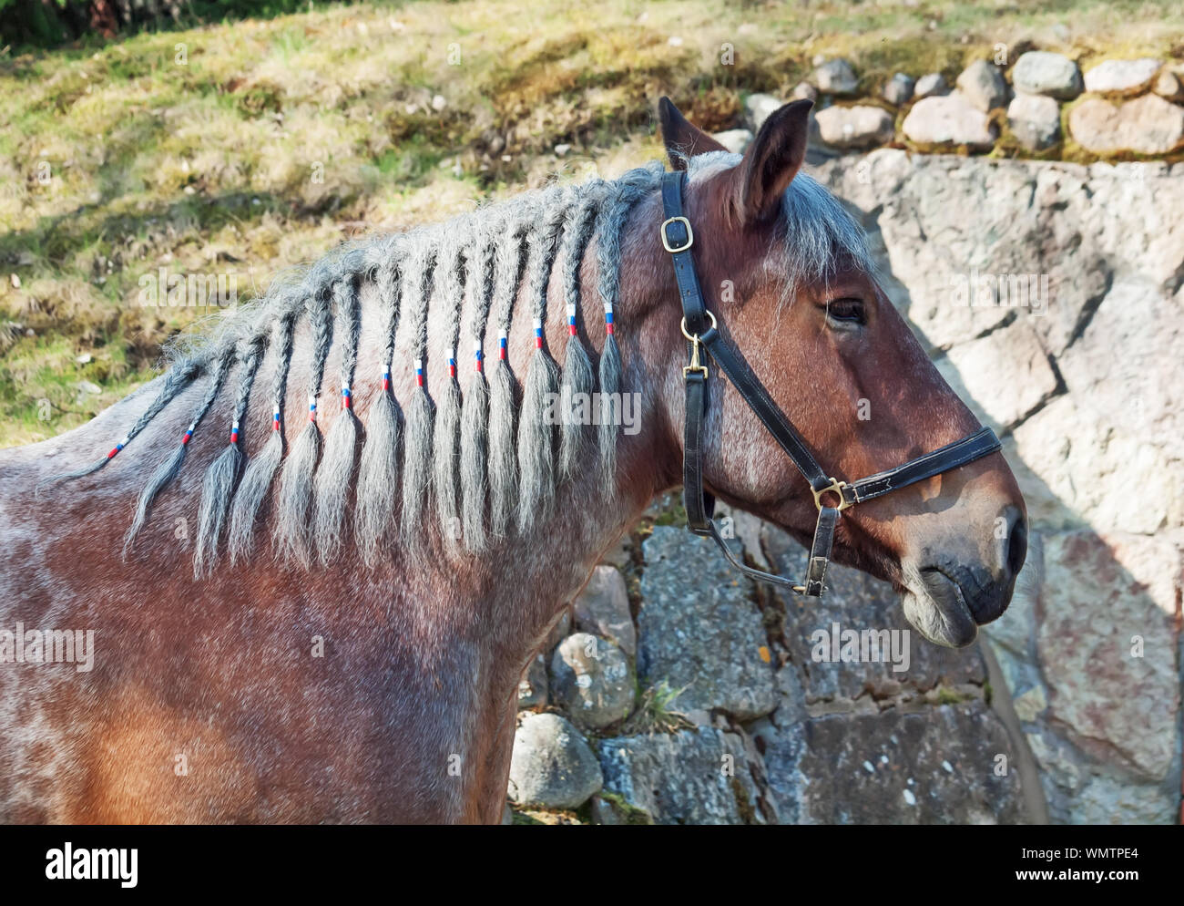 Side view horse hi-res stock photography and images - Alamy