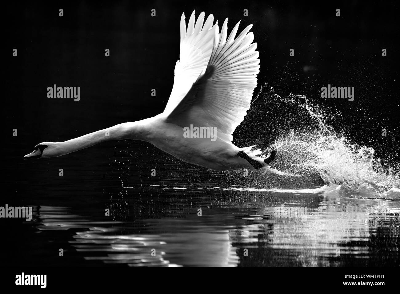 Swan flying hi-res stock photography and images - Alamy
