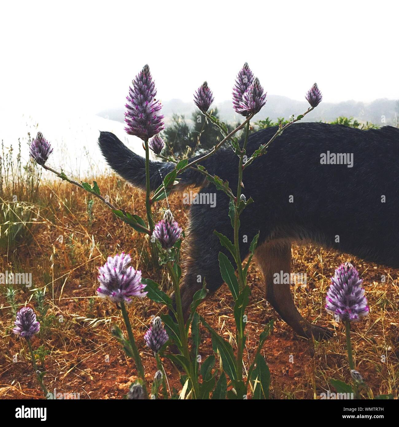 Mulla flowers hi-res stock photography and images - Alamy