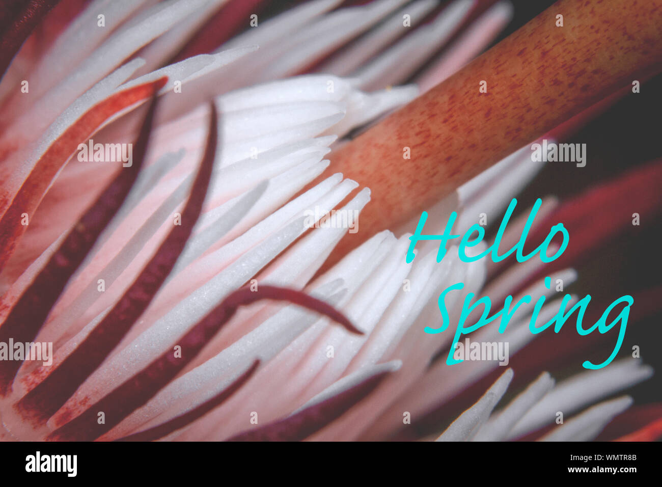 Flower with description Hello Spring Stock Photo - Alamy