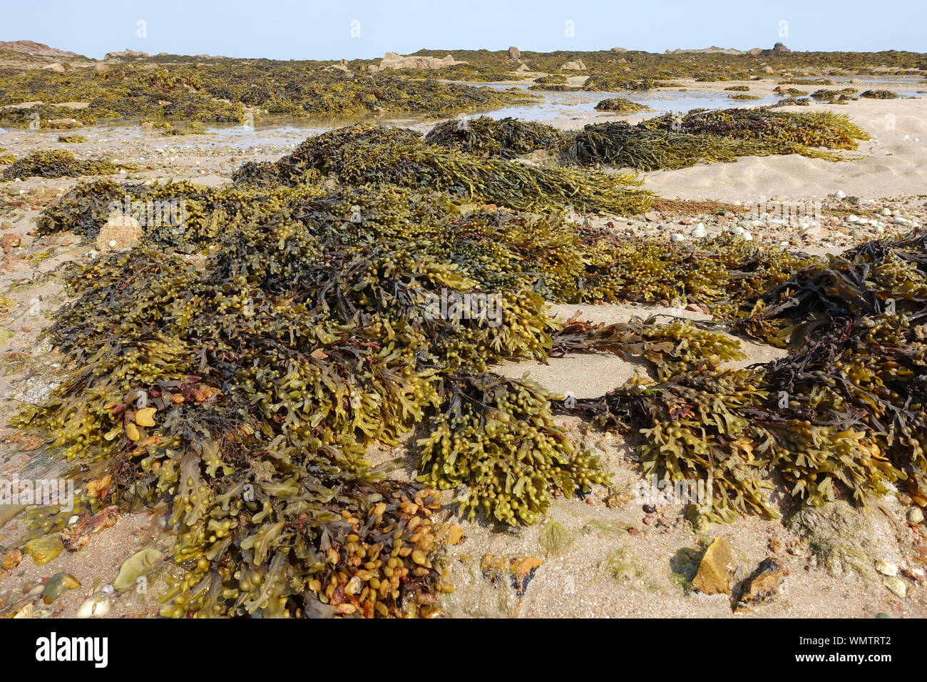 Piles of bladderwrack on a beach in Jersey, Channel Islands at low tide ...