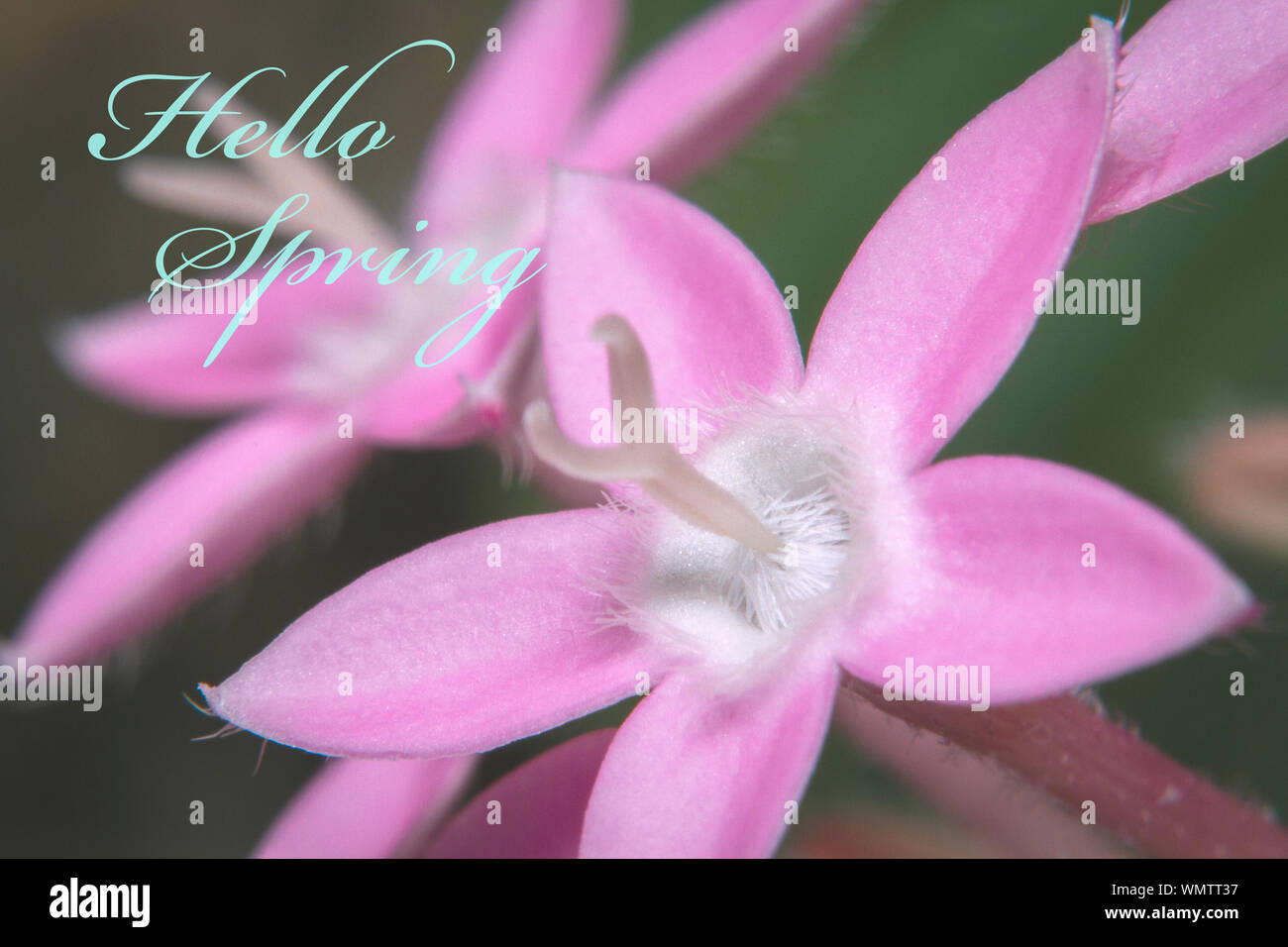 Flower with description Hello Spring Stock Photo - Alamy