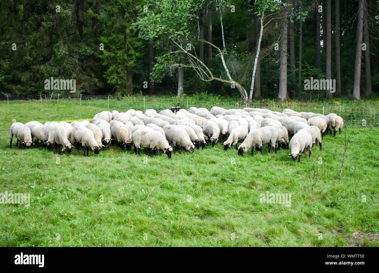Human herding hi-res stock photography and images - Alamy