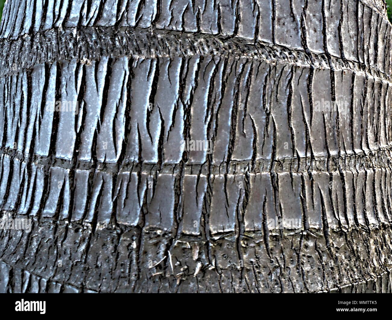 palm tree bark. brown patterned coconut tree bark Stock Photo - Alamy