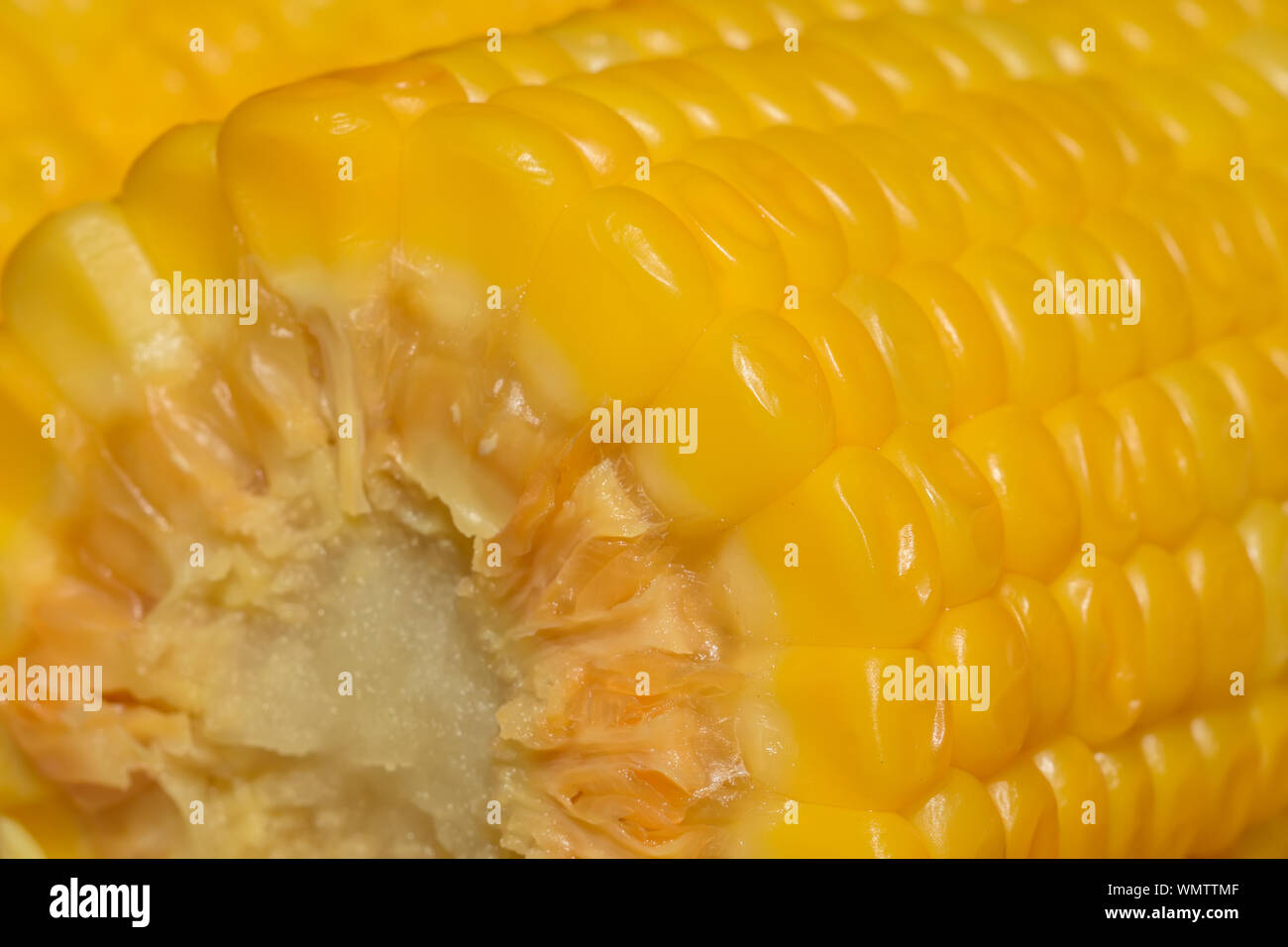 Corn Cross Section Stock Photos & Corn Cross Section Stock Images - Alamy