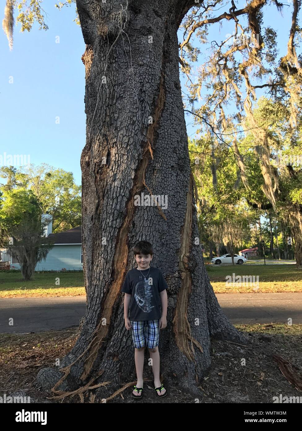 Black boy tree hi-res stock photography and images - Alamy