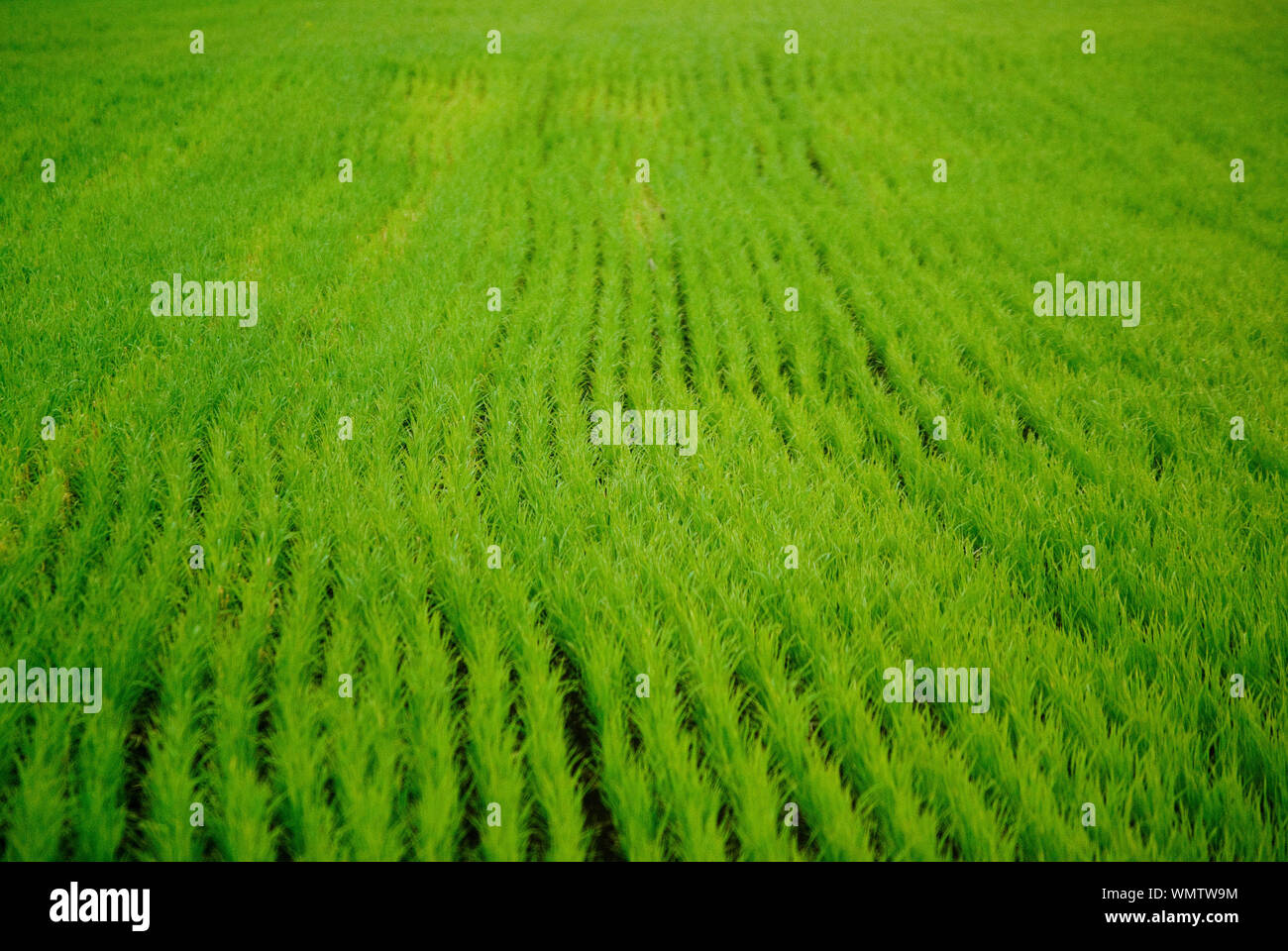 Agricultural plants hi-res stock photography and images - Alamy
