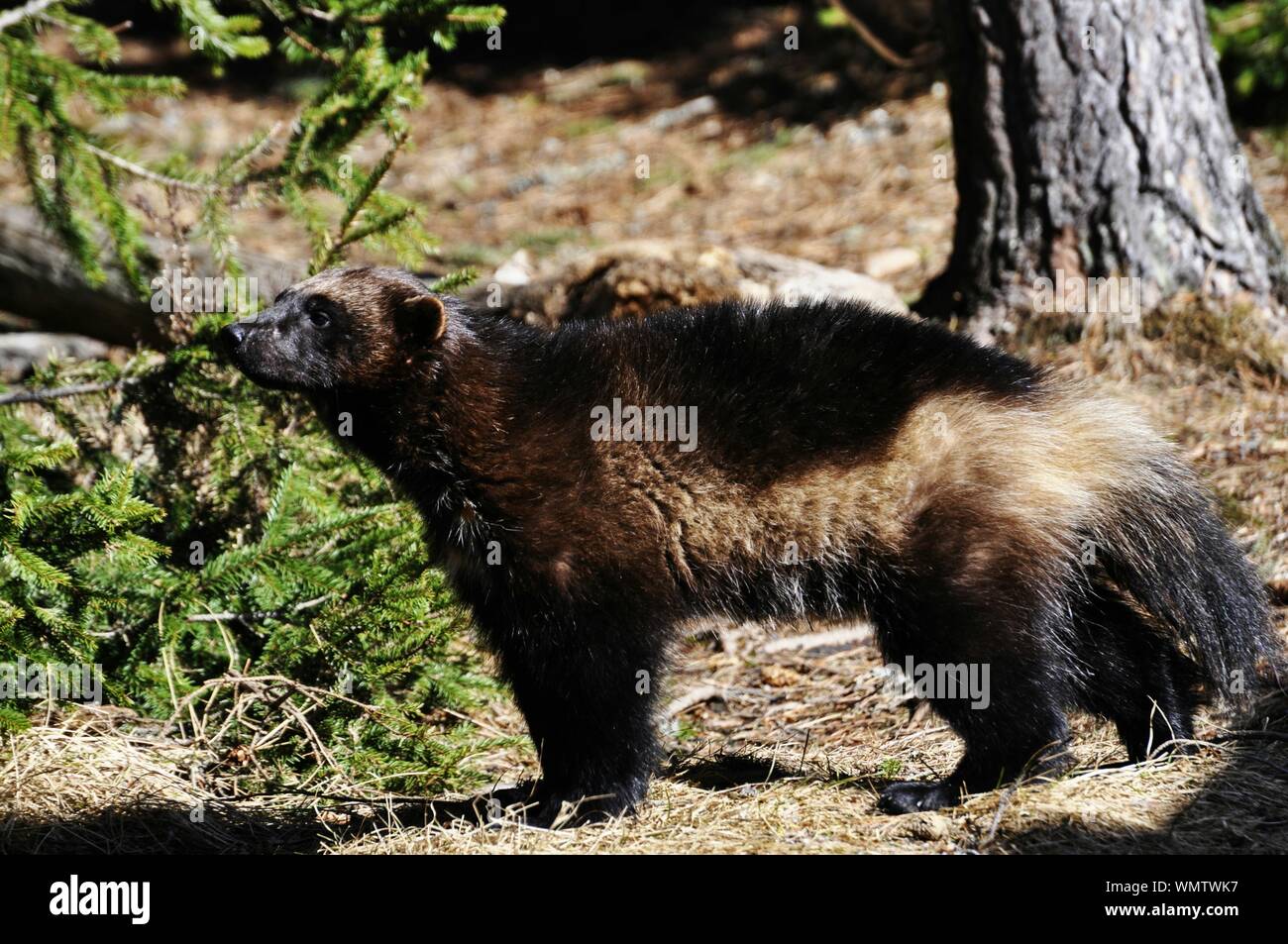 Wolverine weasel family hi-res stock photography and images - Alamy