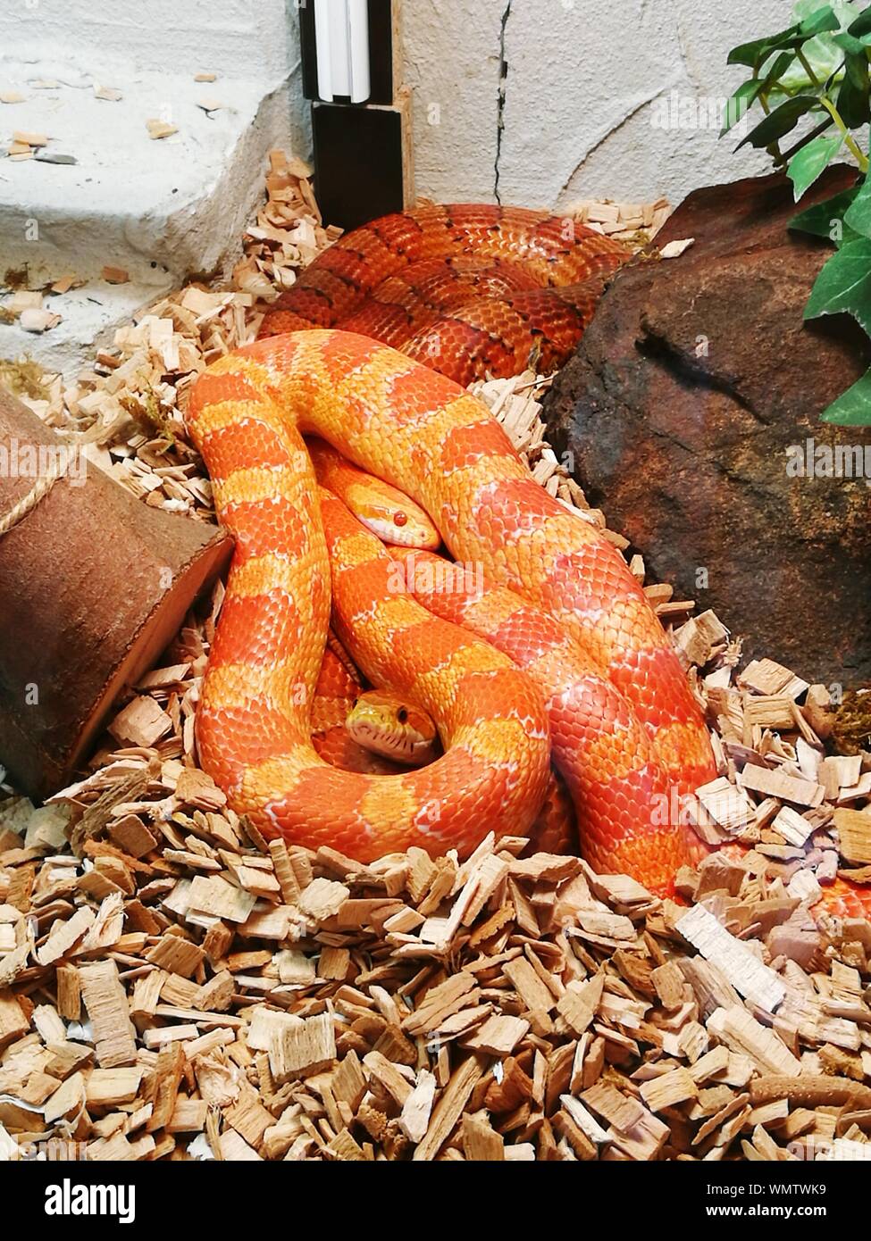 Snakes in zoo hi-res stock photography and images - Alamy