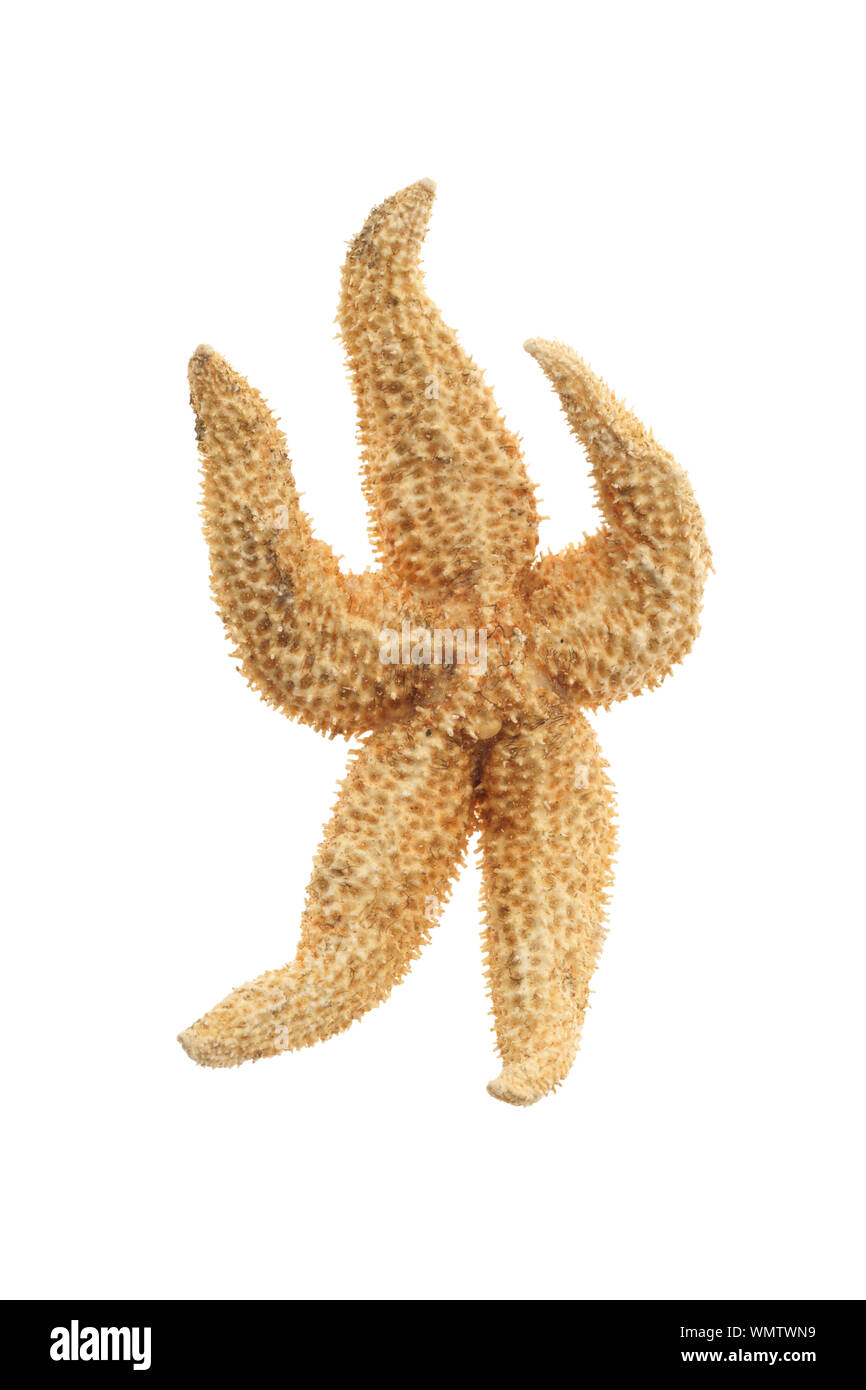 Starfish Cut Out Stock Images & Pictures - Alamy