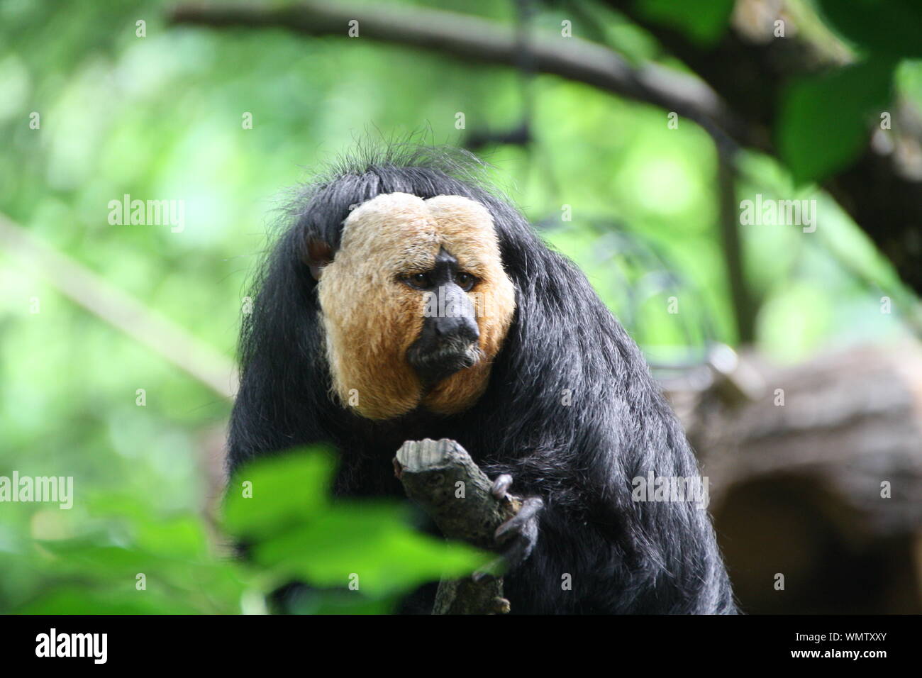 White faced saki monkey hi-res stock photography and images - Alamy