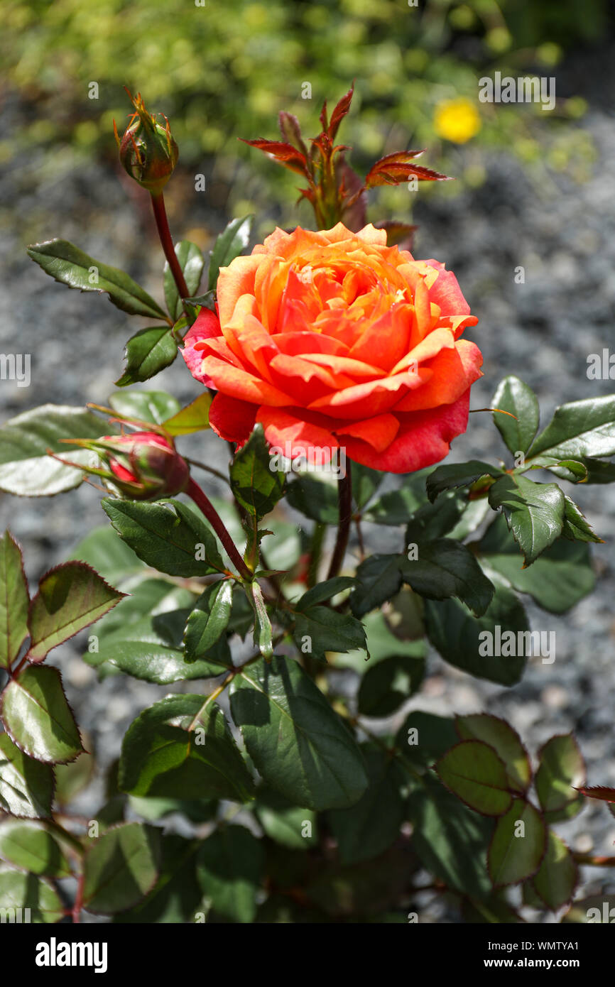Orange rose at Kaisaniemi Botanic Garden in Helsinki, Finland Stock ...