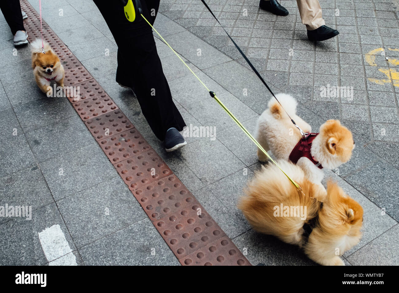 People walking dogs hi-res stock photography and images - Alamy
