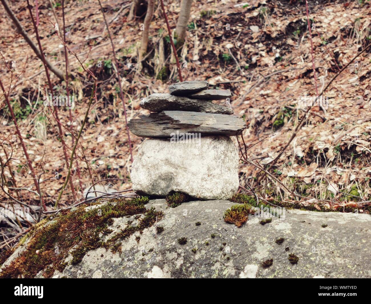 Stem stacked hi-res stock photography and images - Alamy