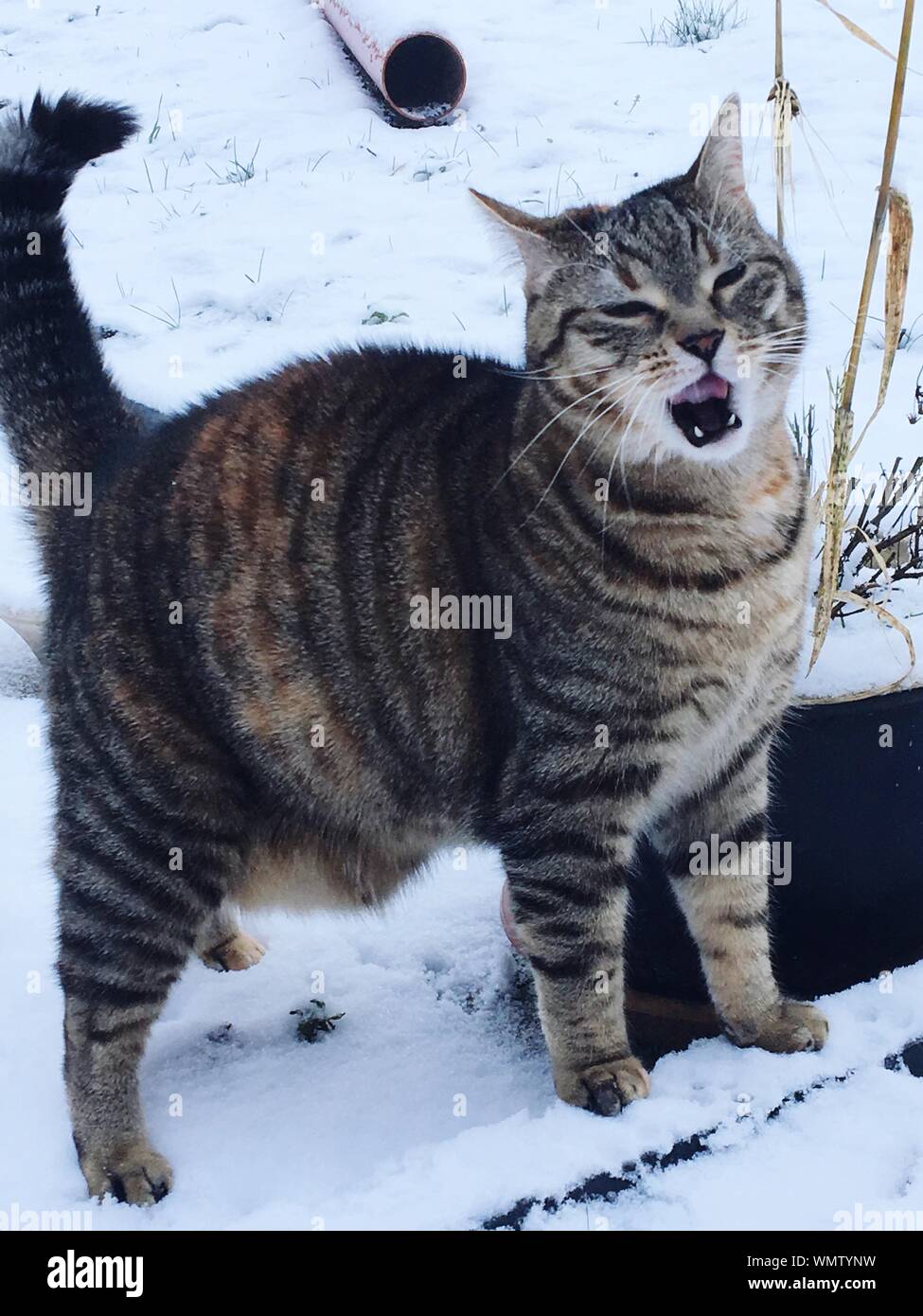 Tabby cat snow hi-res stock photography and images - Alamy