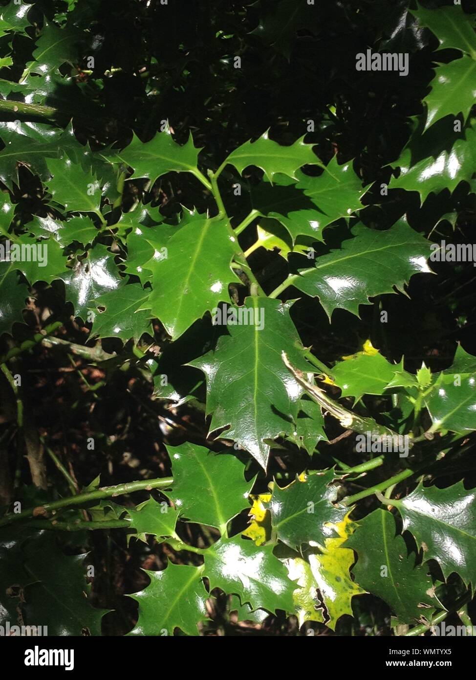 Close up holly hi-res stock photography and images - Alamy