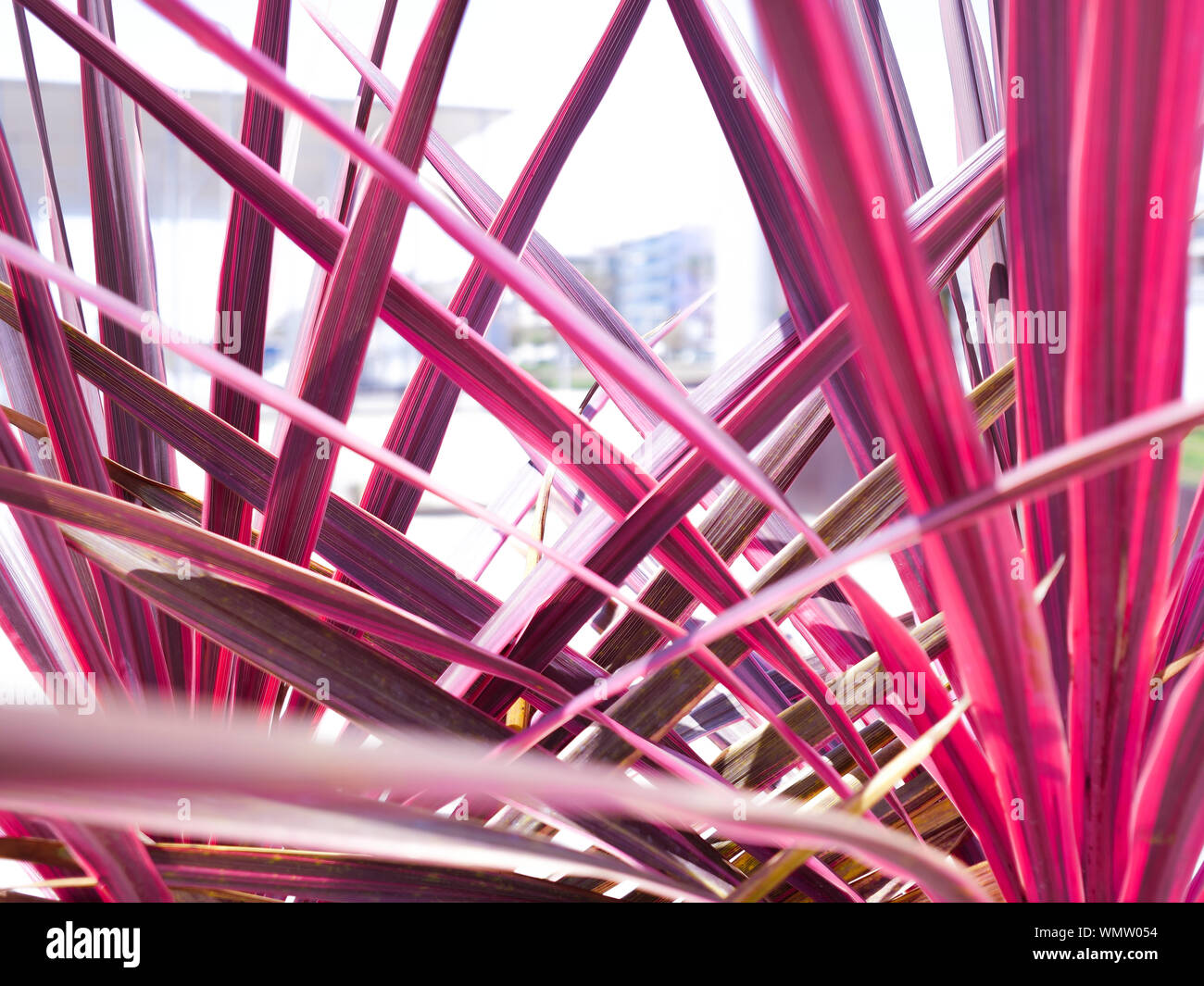 Sharp pink and long leaves of a plant, close-up. Natural texture Stock ...