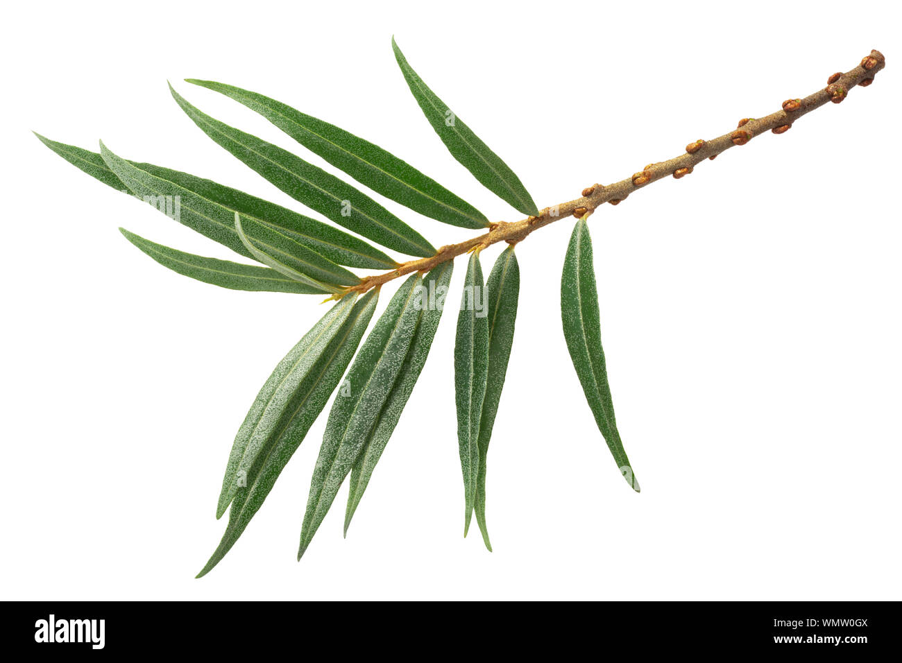 Sea buckthorn (Hippophae rhamnoides) leaves, isolated Stock Photo - Alamy