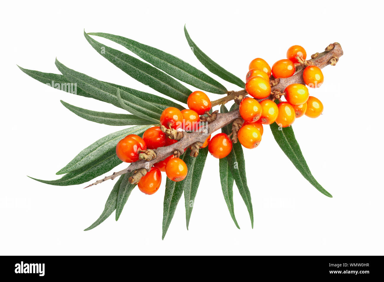 Sea buckthorn (Hippophae rhamnoides), branch with berries and leaves ...