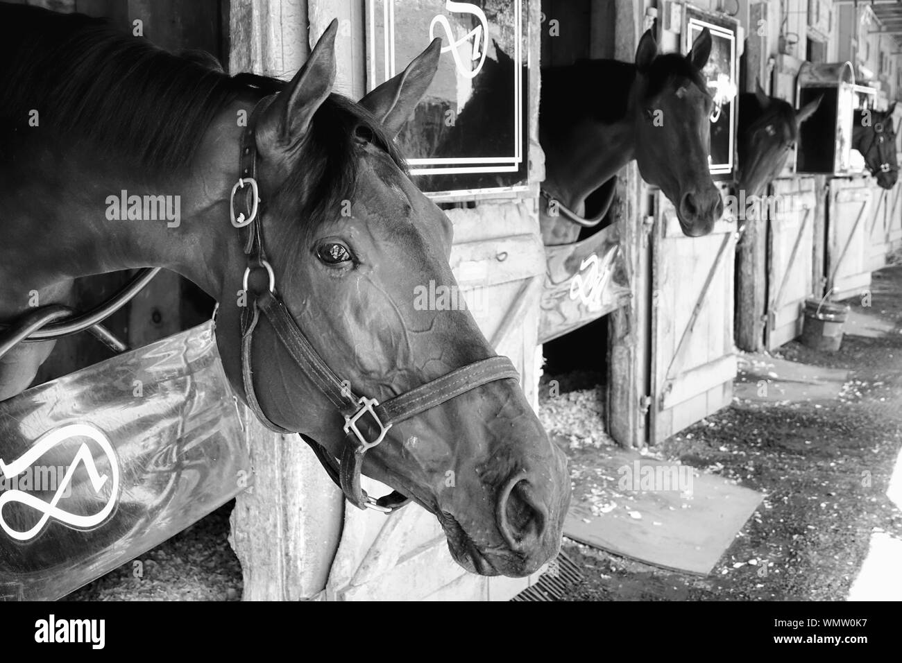 Stable Black and White Stock Photos & Images - Alamy