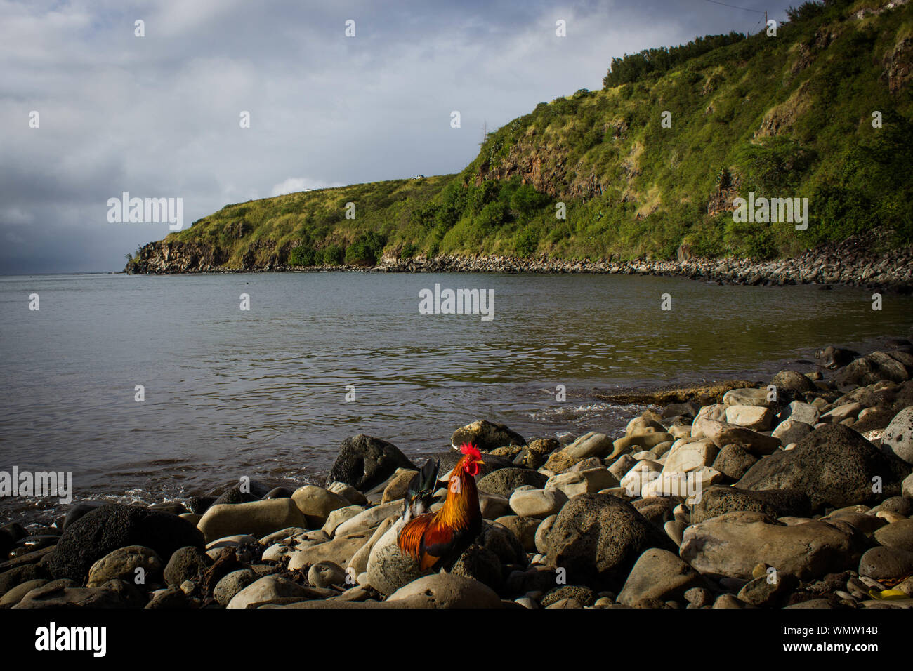 Sea Rooster High Resolution Stock Photography and Images - Alamy