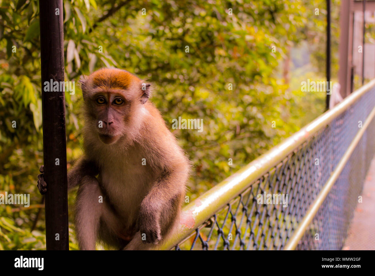 Monkey with camera hi-res stock photography and images - Alamy