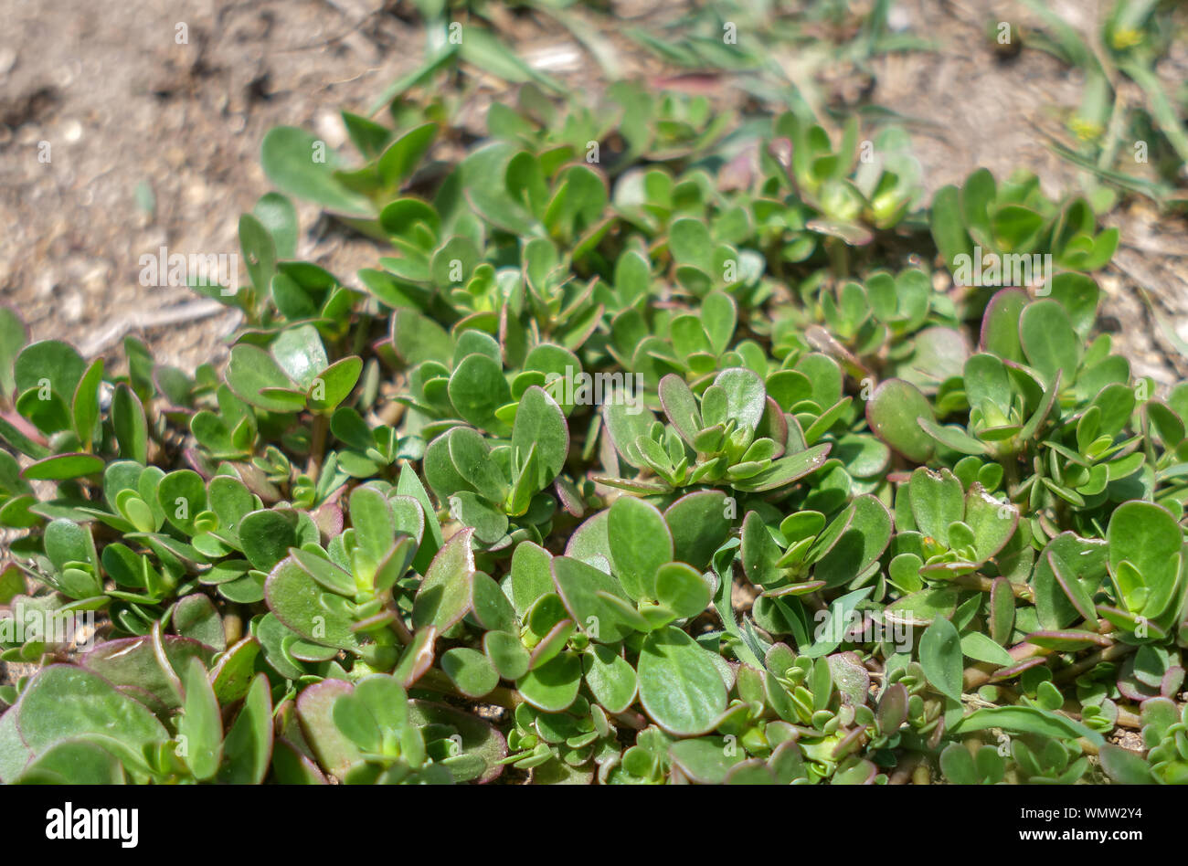 Small green leaves of a plant on the ground, close-up. Natural texture ...