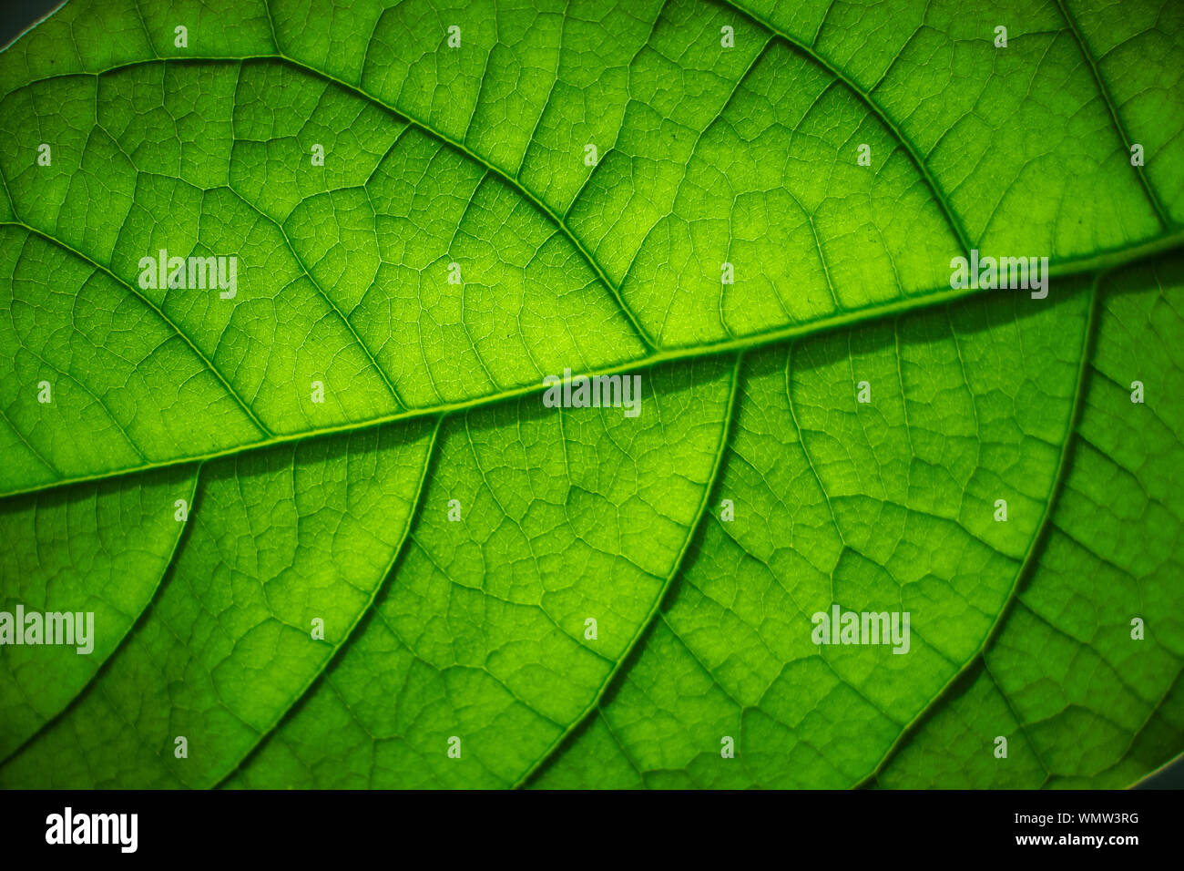 Extreme close up of a leaf of a young avocado tree with visible ...