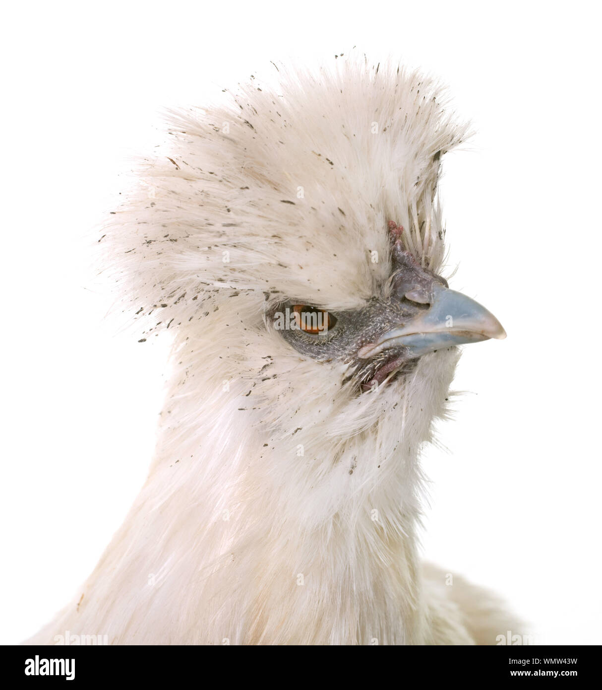 Close up head of chicken hi-res stock photography and images - Alamy