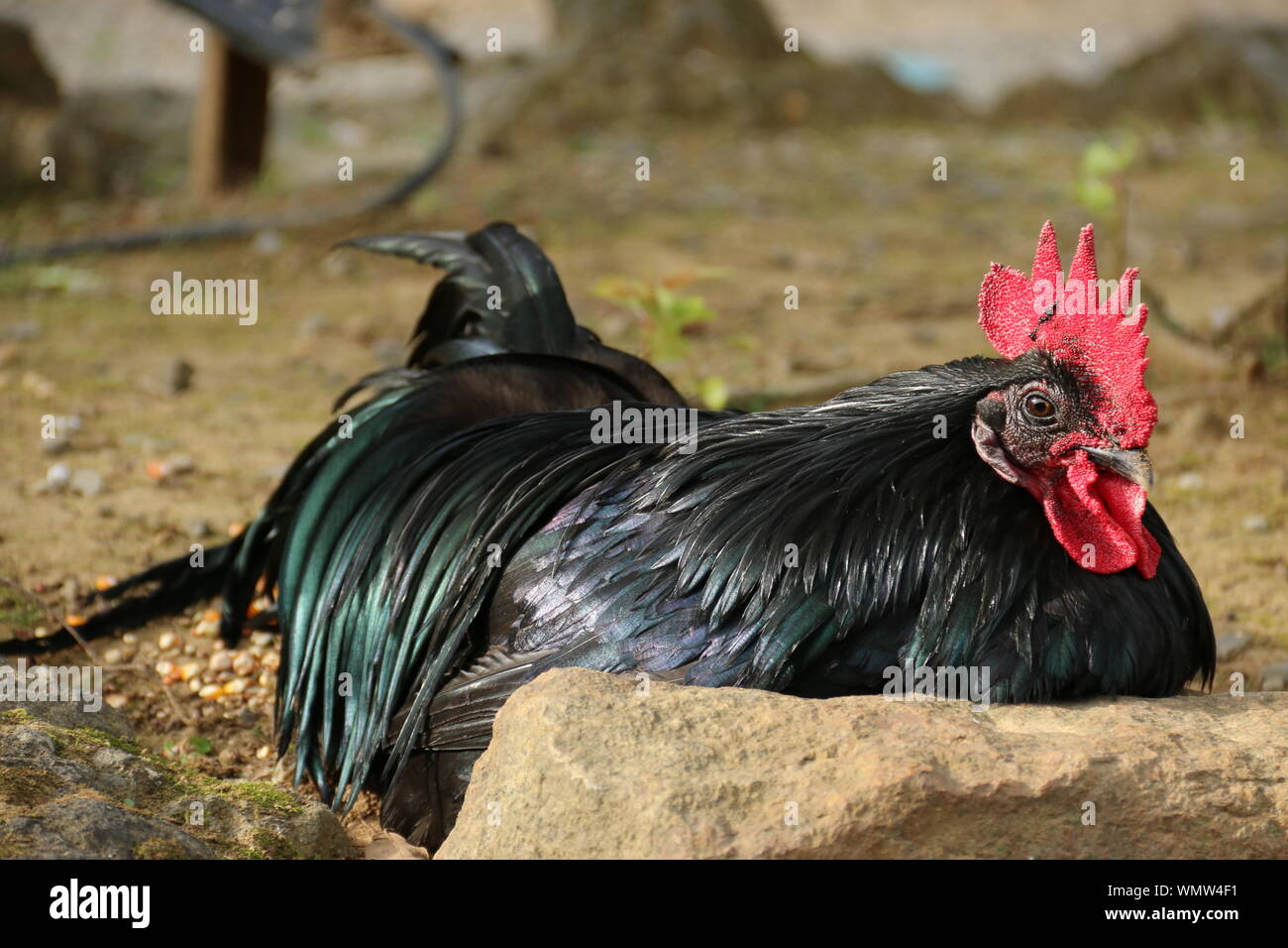 Rooster Sitting High Resolution Stock Photography and Images - Alamy