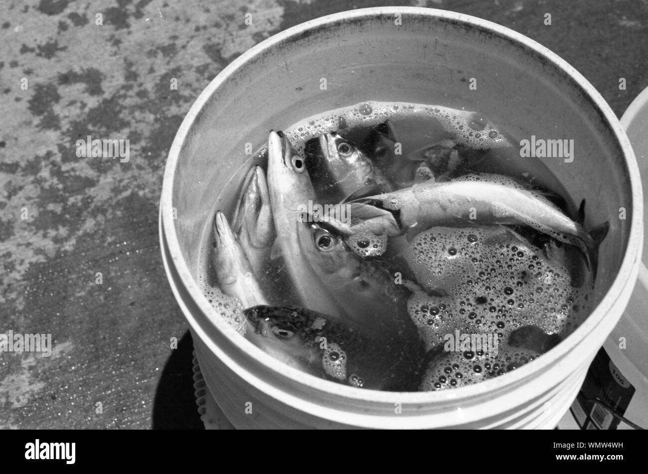 Fish in container Black and White Stock Photos & Images - Alamy