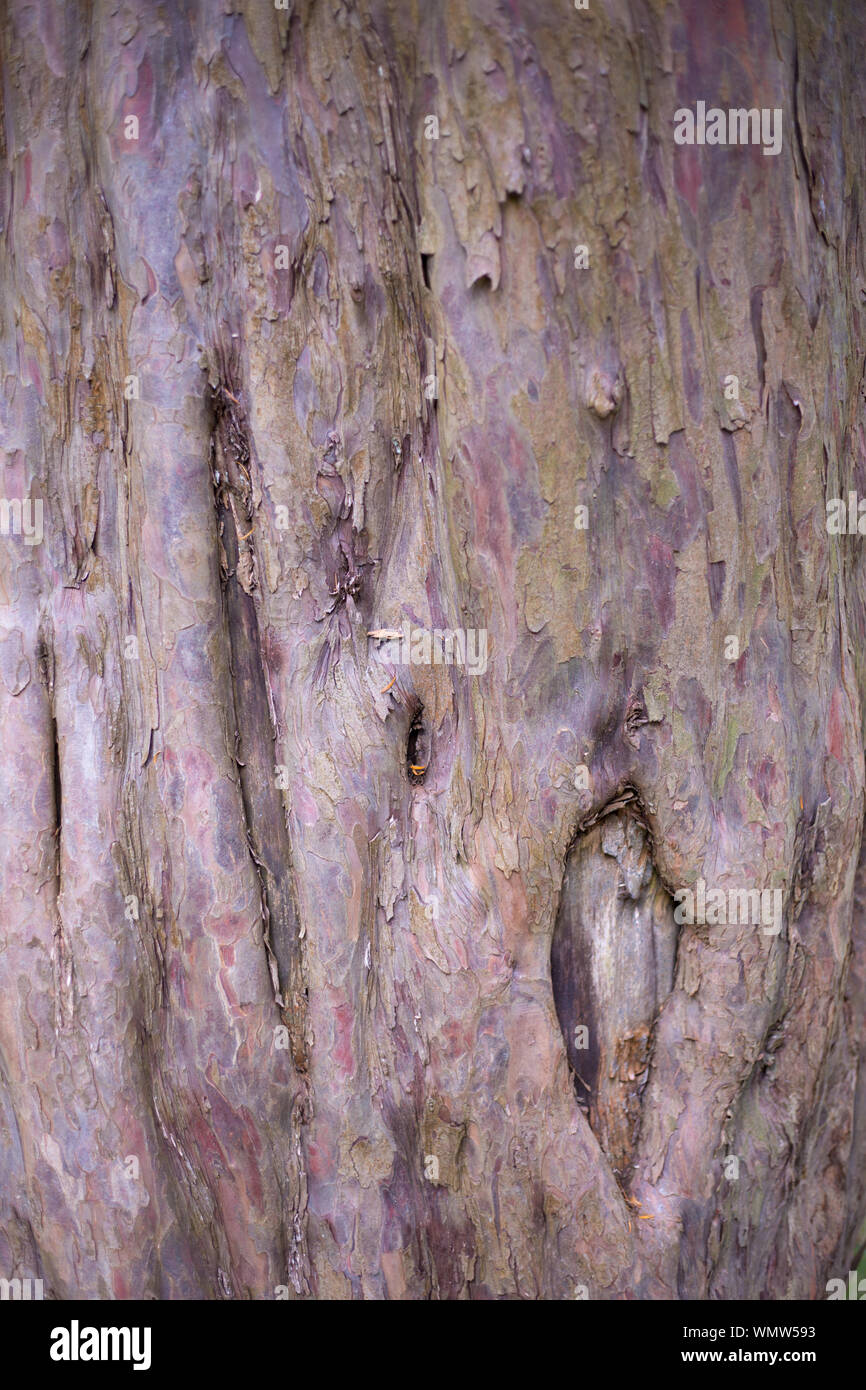 Ancient tree bark hi-res stock photography and images - Alamy